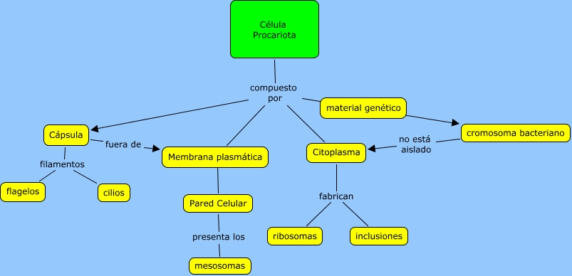 Armide Celula Procariota